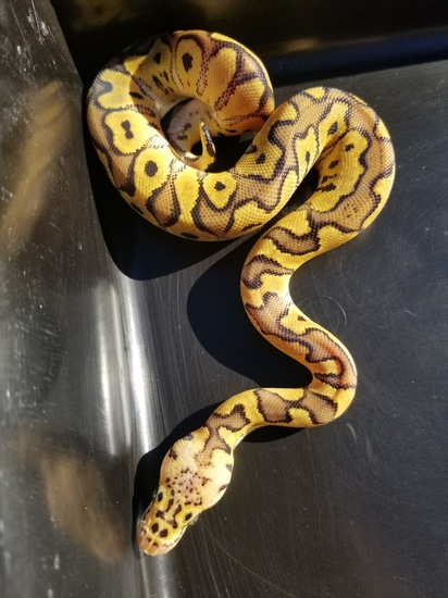 Pastel Clown Ball Python by Solano Serpents
