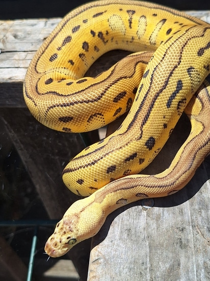 Pastel Leopard Clown Ball Python by Solano Serpents