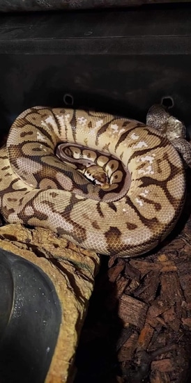 RTB Pewter Spider Ball Python by Serpent Guardians