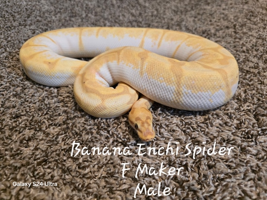 Banana Enchi Spider (FEMALE MAKER) Ball Python by Serpent Guardians