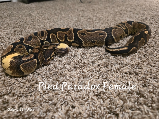 Pied Paradox Ball Python by Serpent Guardians