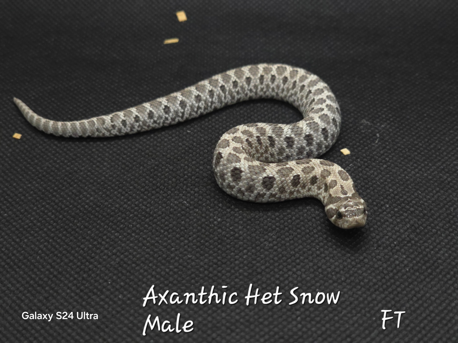 Axanthic het snow