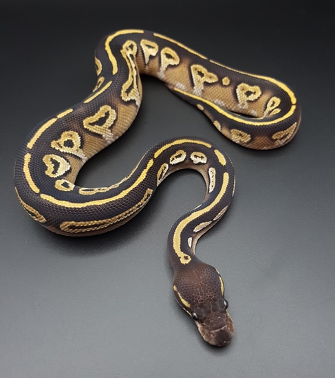 Blackhead Mojave Ringer 50% Poss Het Ghost Ball Python by Solent Royals