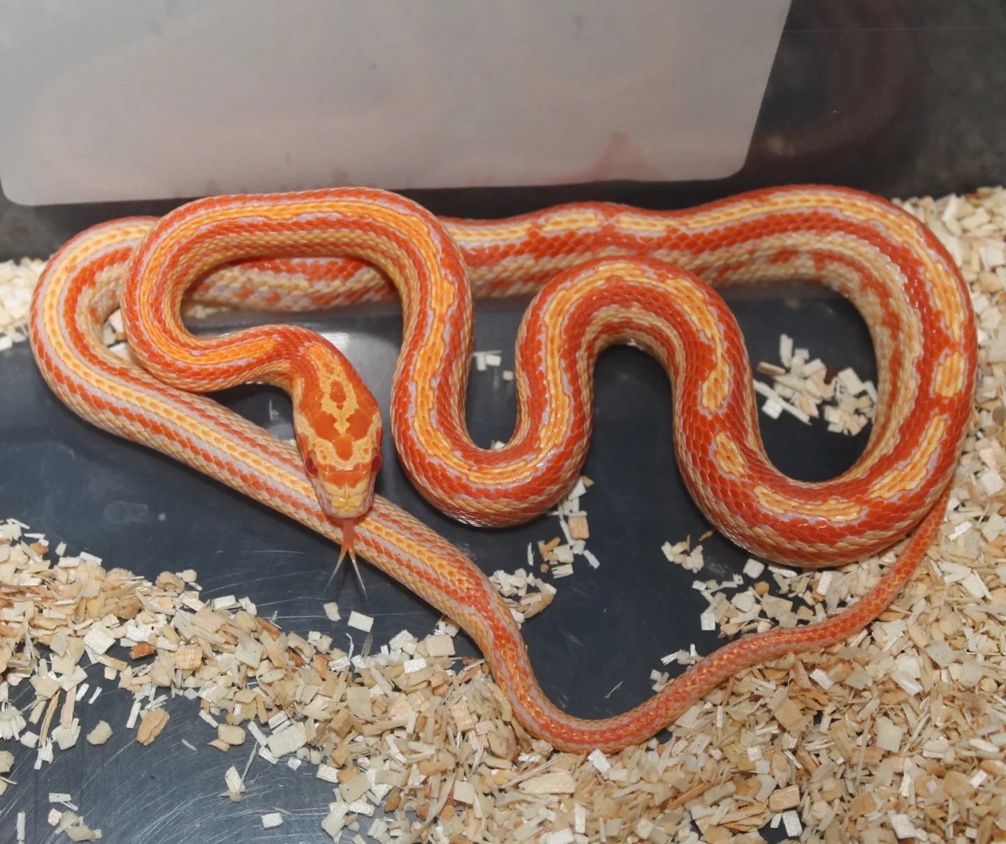 Amel Tessera Corn Snake by Solid Serpents - MorphMarket