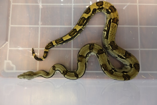 Longicauda Boa Peruvian Long-Tailed Boa Constrictor by Mike's Boas and ...