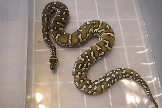 Angolan Python Female by Mike's Boas and Pythons