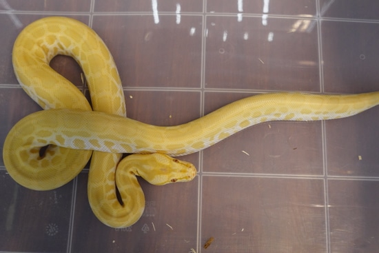 Pearl Female Burmese Python by Mike's Boas and Pythons