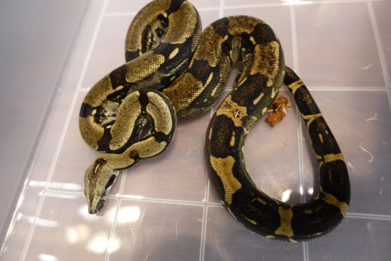 Longicauda Boa Peruvian Long-Tailed Boa Constrictor by Mike's Boas and ...