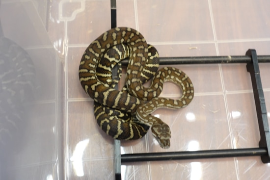 2022 Female Centralian Centralian Carpet Python by Mike's Boas and Pythons