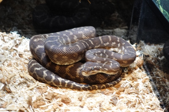 2020 Female Rough Scale Rough-Scaled Python by Mike's Boas and Pythons