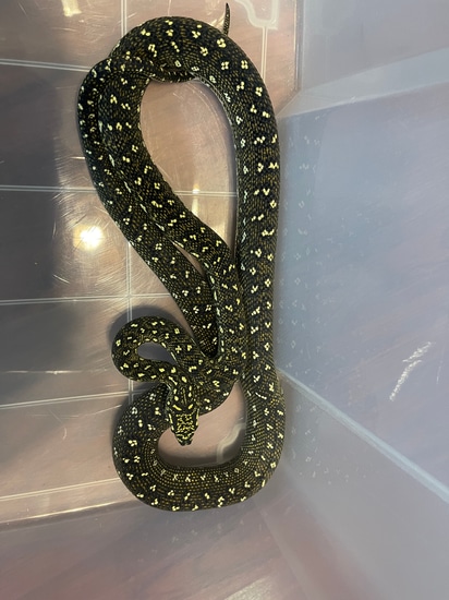 2021 Female Diamond Python Diamond Carpet Python by Mike's Boas and Pythons
