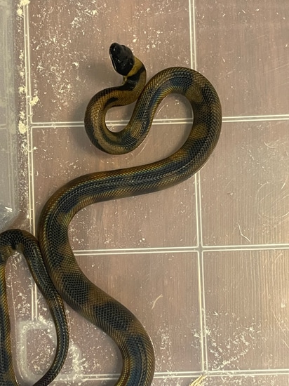 Bismarck Ringed Python More Python by Mike's Boas and Pythons