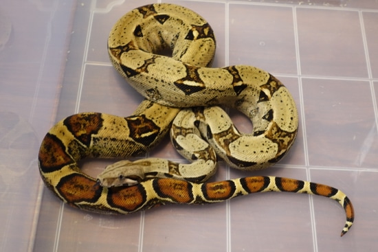 Normal Boa Constrictor by Mike's Boas and Pythons