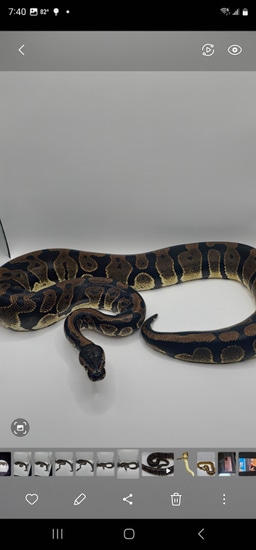 Confusion Ball Python by Exotic Scale Life Reptiles