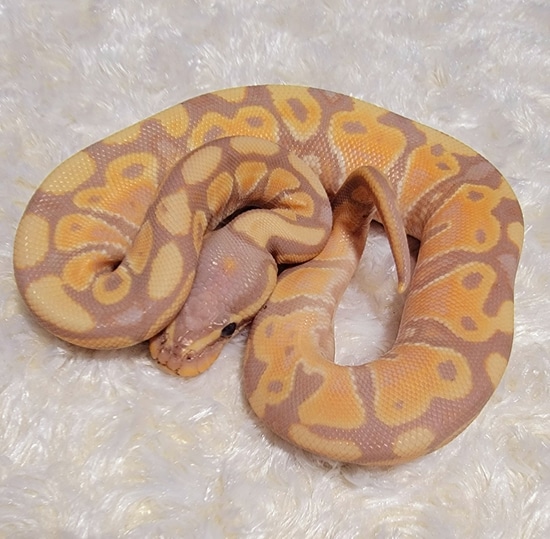 Banana Ball Python by Buffalo Reptiles Llc