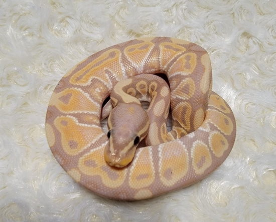 Banana Plus Ball Python by Buffalo Reptiles Llc