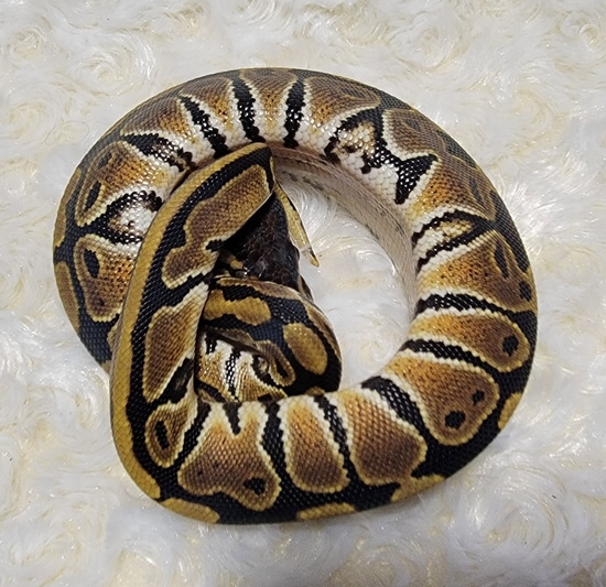 Chocolate Blade Het Clown Het Genetic Stripe Ball Python by Buffalo ...