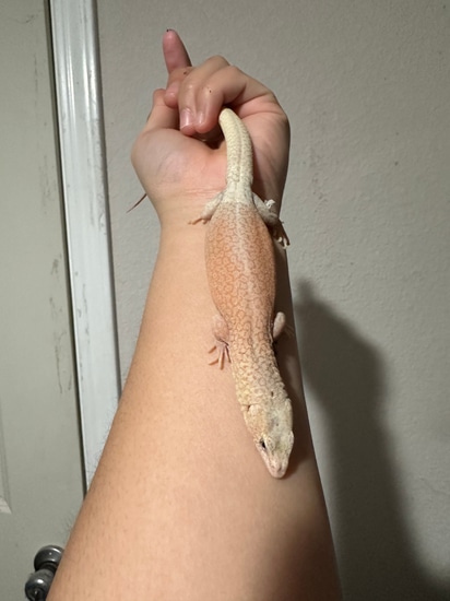 Leucistic King Dwarf Monitor Other Monitor by LSReptiles