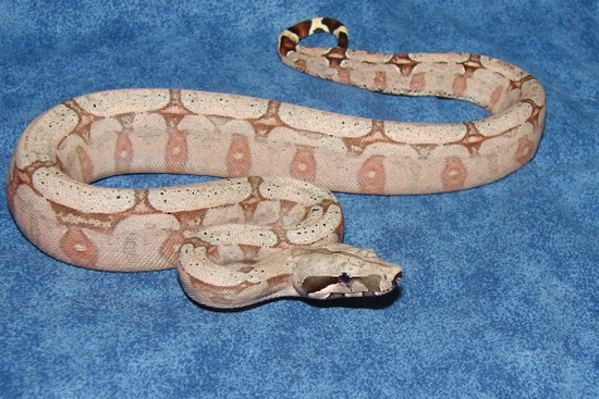 Bolivian Boa Short-Tailed Boa Constrictor by Sonja K. Reptiles LLC