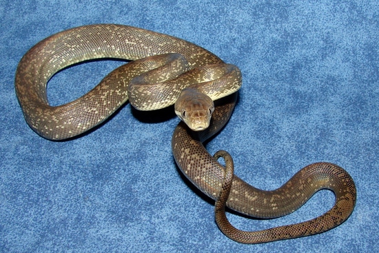 2017 Macklot's Pythons by Sonja K. Reptiles LLC