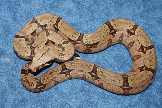 Bolivian Boa Short-Tailed Boa Constrictor by Sonja K. Reptiles LLC