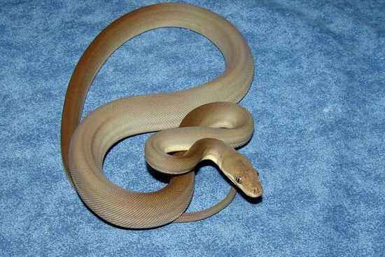 2019 Olive Python by Sonja K. Reptiles LLC