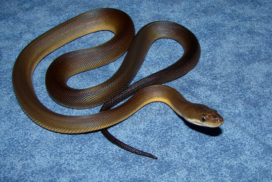 Australian Water Pythons (Liasis Fuscus) by Sonja K. Reptiles LLC