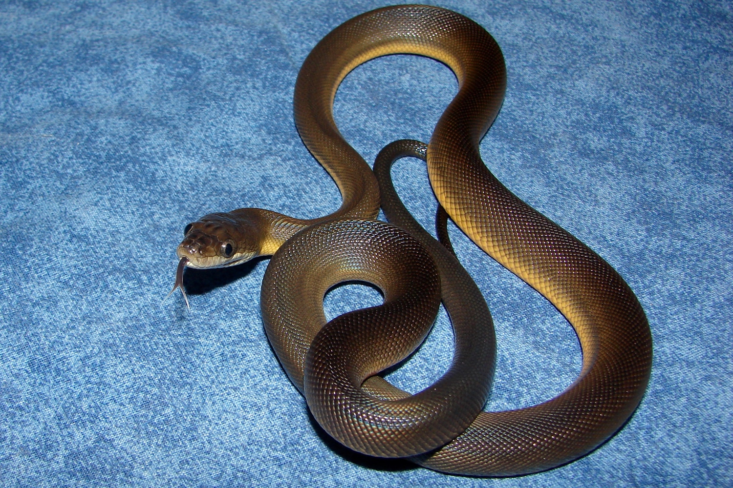Australian Water Python by Sonja K. Reptiles LLC - MorphMarket