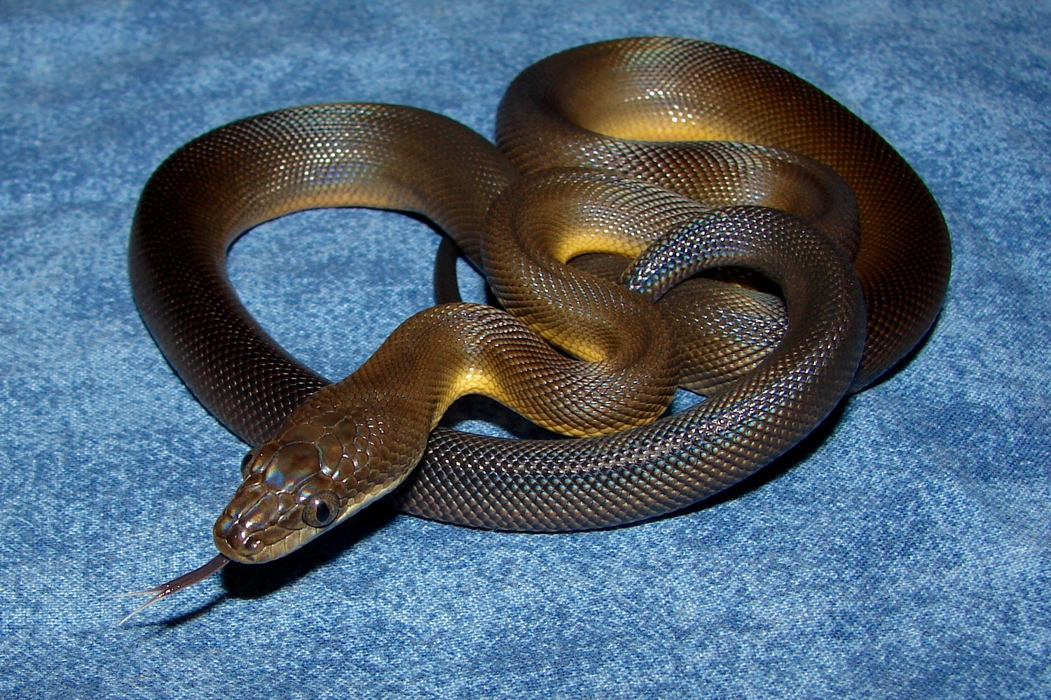 Australian Water Python by Sonja K. Reptiles LLC - MorphMarket