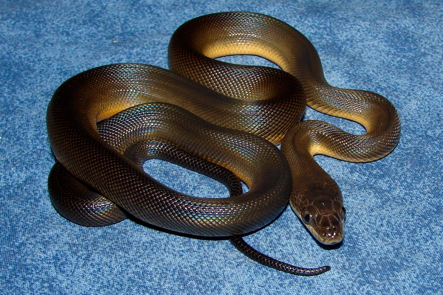 Australian Water Python by Sonja K. Reptiles LLC - MorphMarket