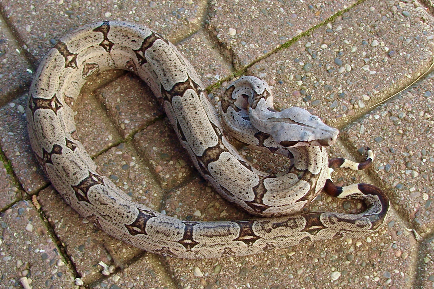 Bolivian Boa Short-tailed Boa Constrictor by Sonja K. Reptiles LLC ...