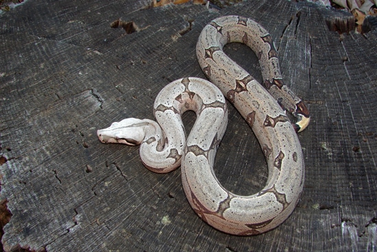 Bolivian Boa Short-Tailed Boa Constrictor by Sonja K. Reptiles LLC