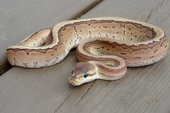 Cinnamon Pinstripe (Possible Fire) Ball Python by Sonja K. Reptiles LLC
