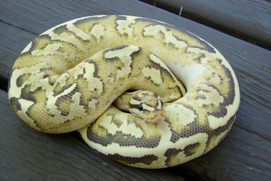 Disco Inferno Female Ball Python by Sonja K. Reptiles LLC