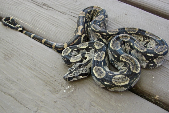 Longicauda Peruvian Long-Tailed Boa Constrictor by Sonja K. Reptiles LLC