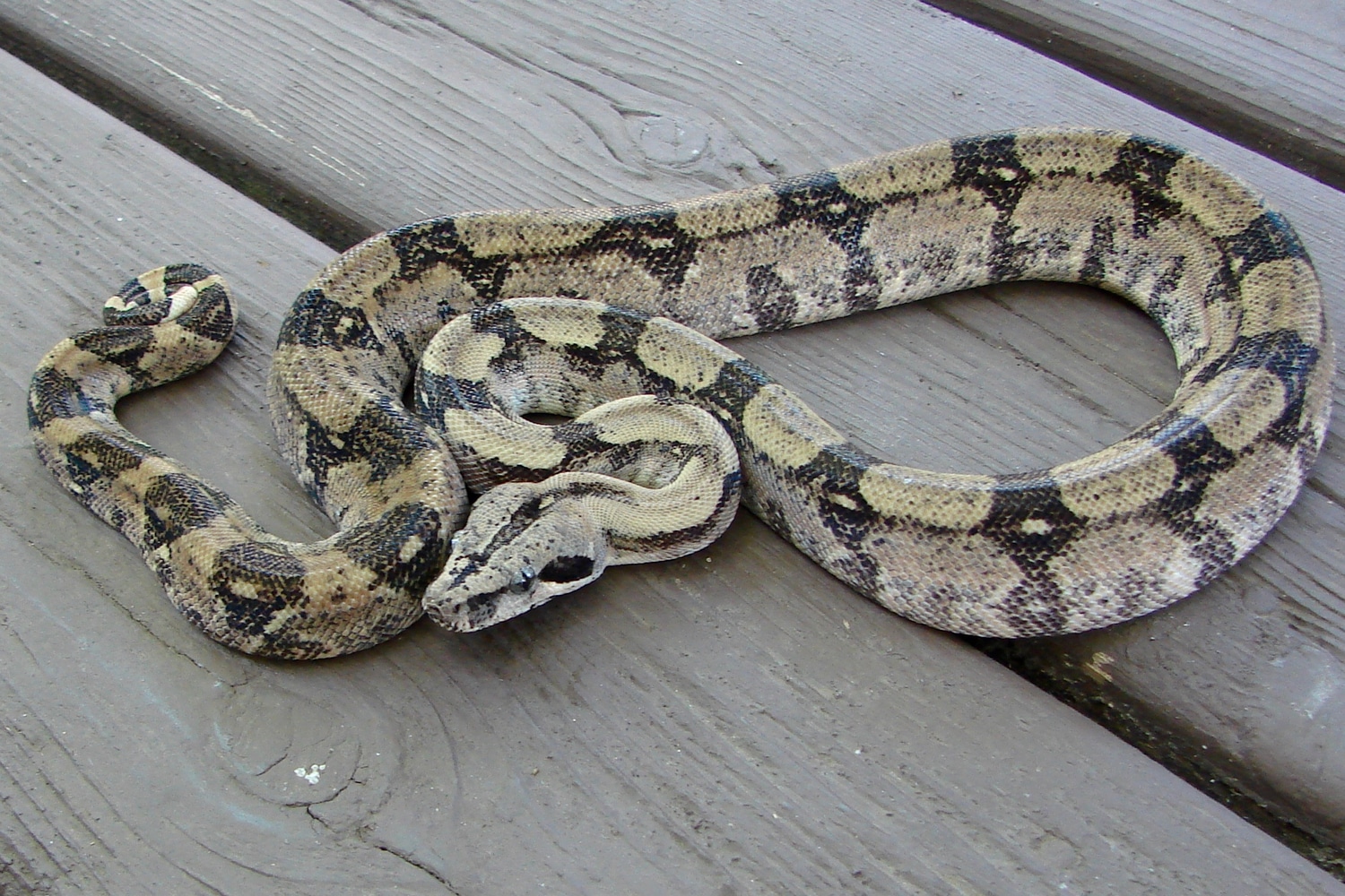 Longicauda Peruvian Long-tailed Boa Constrictor by Sonja K. Reptiles ...