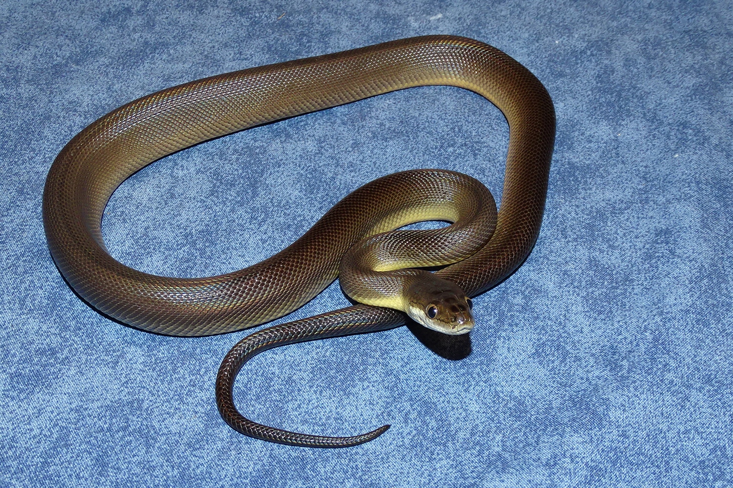 New Guinea Water Python by Sonja K. Reptiles LLC - MorphMarket