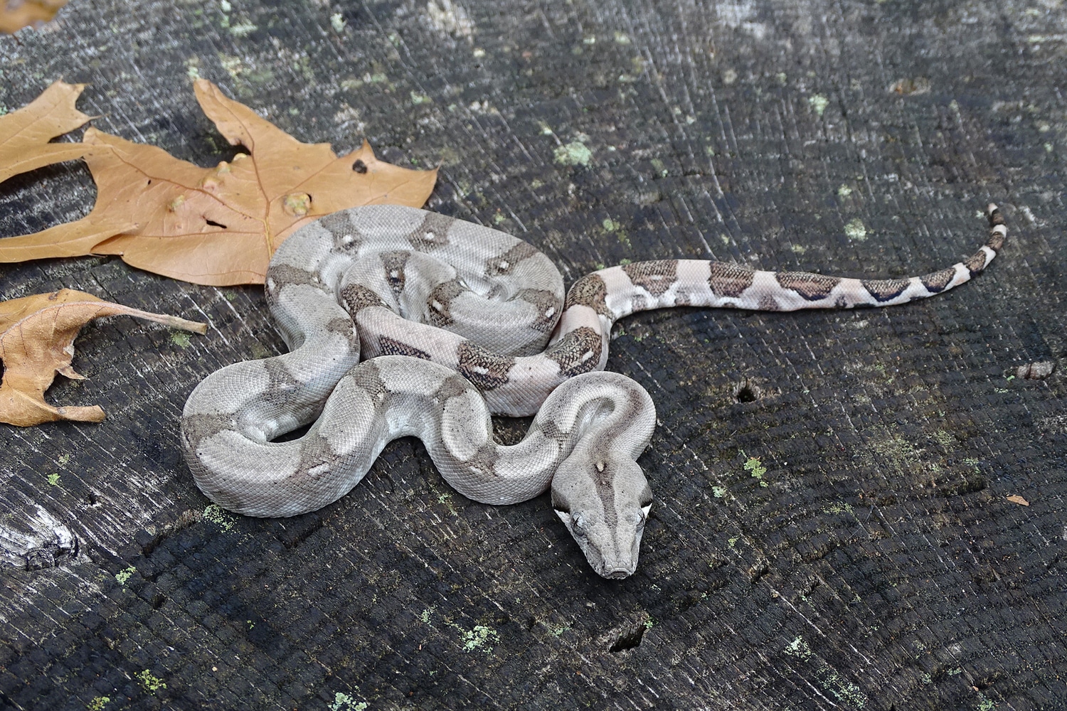 Longicauda Peruvian Long-tailed Boa Constrictor by Sonja K. Reptiles ...