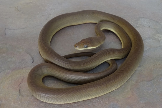 Olive Python by Sonja K. Reptiles LLC