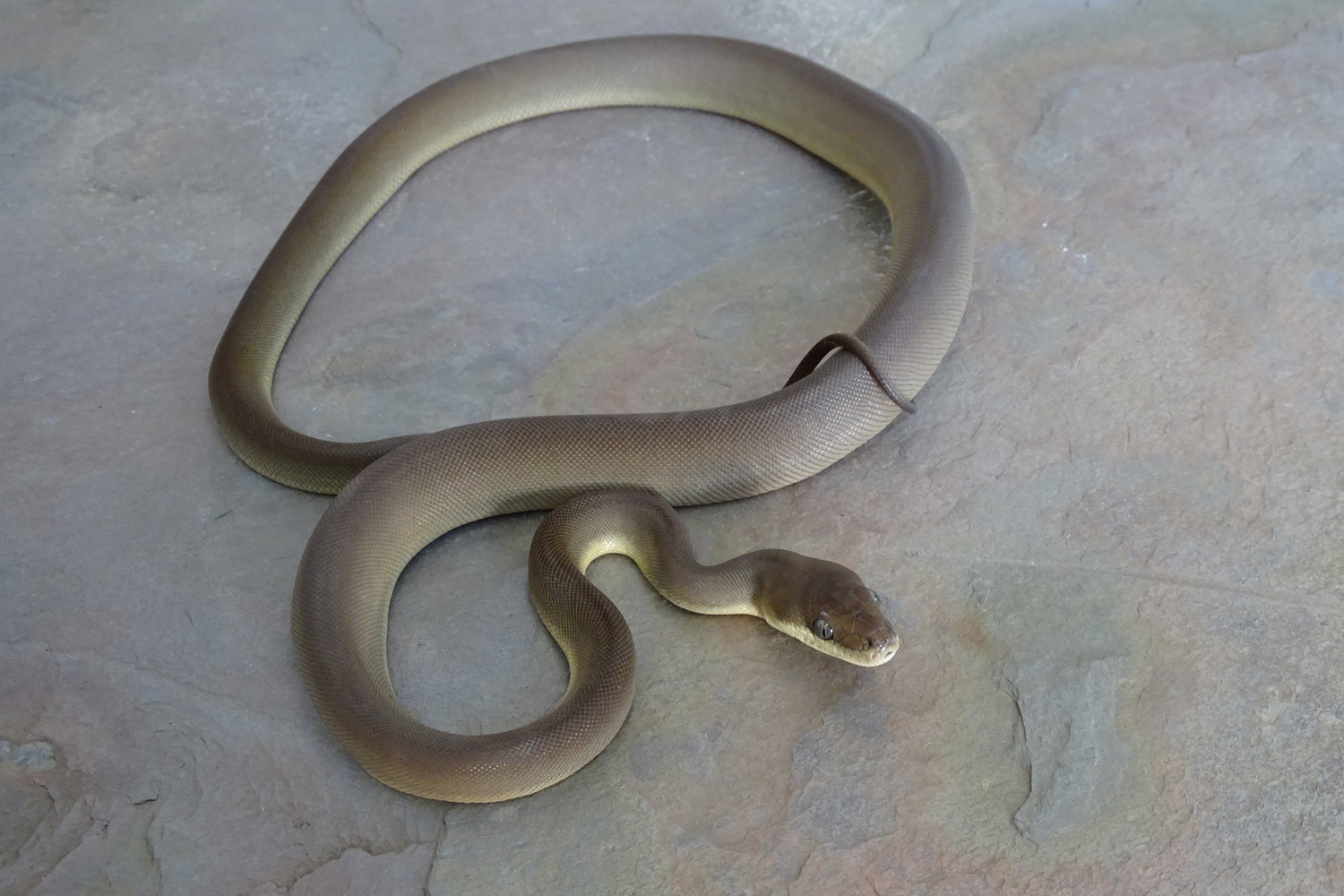 Olive Python by Sonja K. Reptiles LLC - MorphMarket