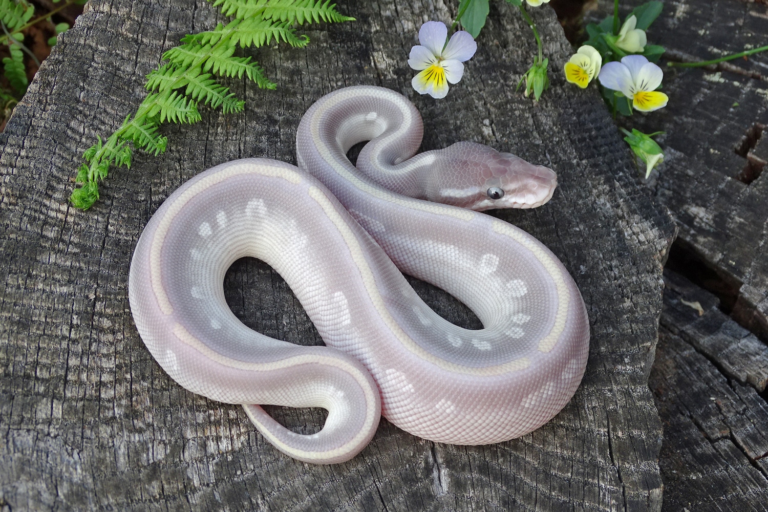 Mystic Potion Ball Python by Sonja K. Reptiles LLC - MorphMarket