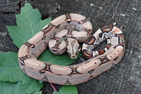 Pink Normal Boa Boa Constrictor by Sonja K. Reptiles LLC