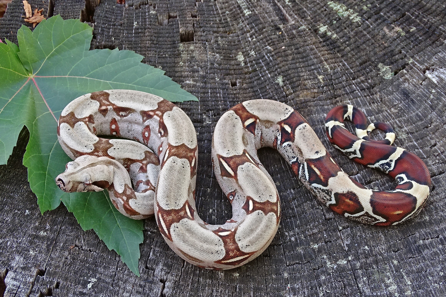 Suriname Boa True Red-tailed Boa Constrictor by Sonja K. Reptiles LLC ...