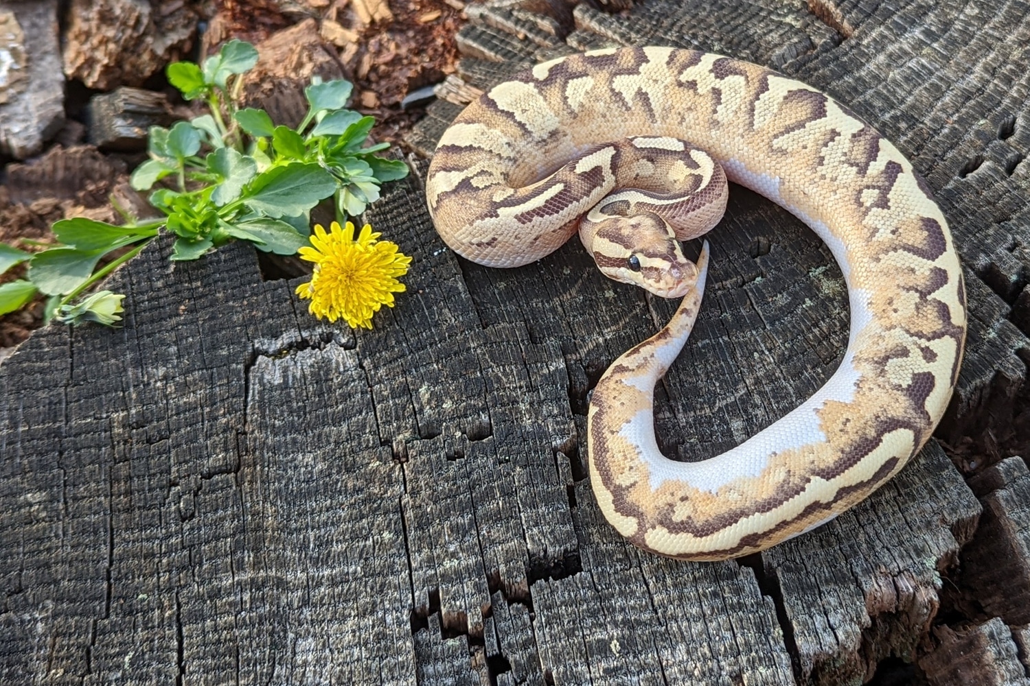 Disco Inferno Ball Python by Sonja K. Reptiles LLC - MorphMarket