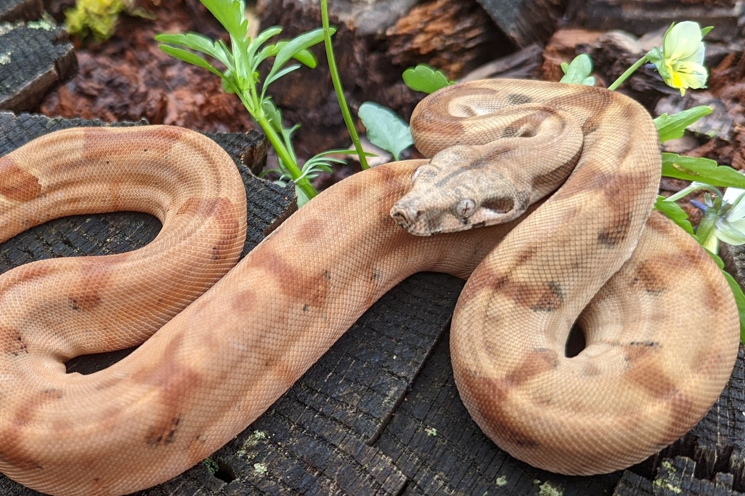 Sunset Boa (AKA Super Hypo Hog) Boa Constrictor by Sonja K. Reptiles ...