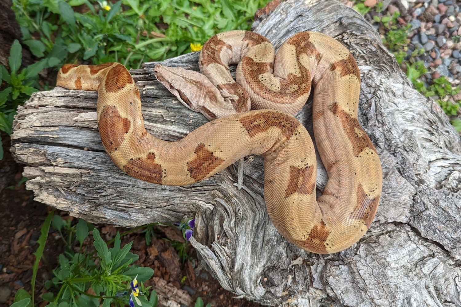 Salmon Hypo Jungle Monster Tail Boa Constrictor by Sonja K. Reptiles ...