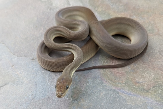 Olive Python (Liasis Olivaceous Olivaceous) by Sonja K. Reptiles LLC