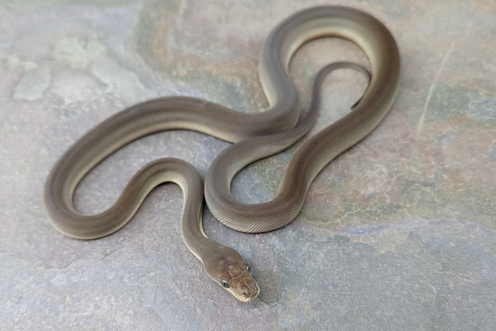 Olive Python (Liasis Olivaceous Olivaceous) by Sonja K. Reptiles LLC