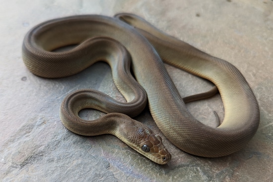 Olive Python (Liasis Olivaceous Olivaceous) by Sonja K. Reptiles LLC
