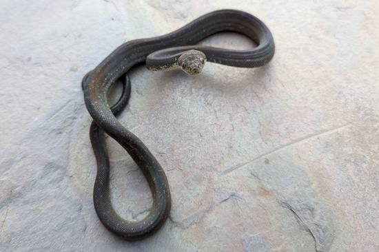 Macklot's Python by Sonja K. Reptiles LLC